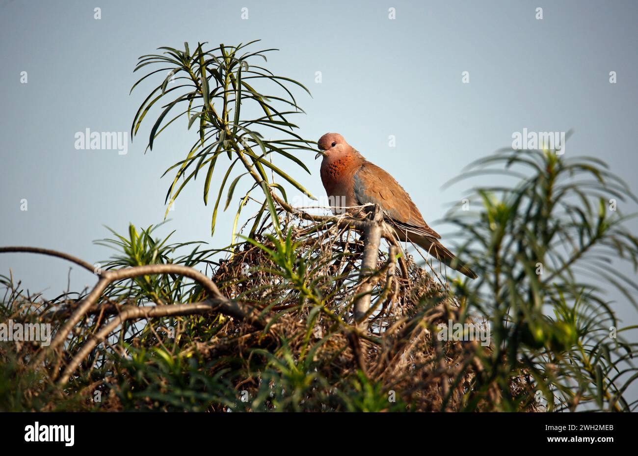 Laughing dove picture hi-res stock photography and images - Alamy