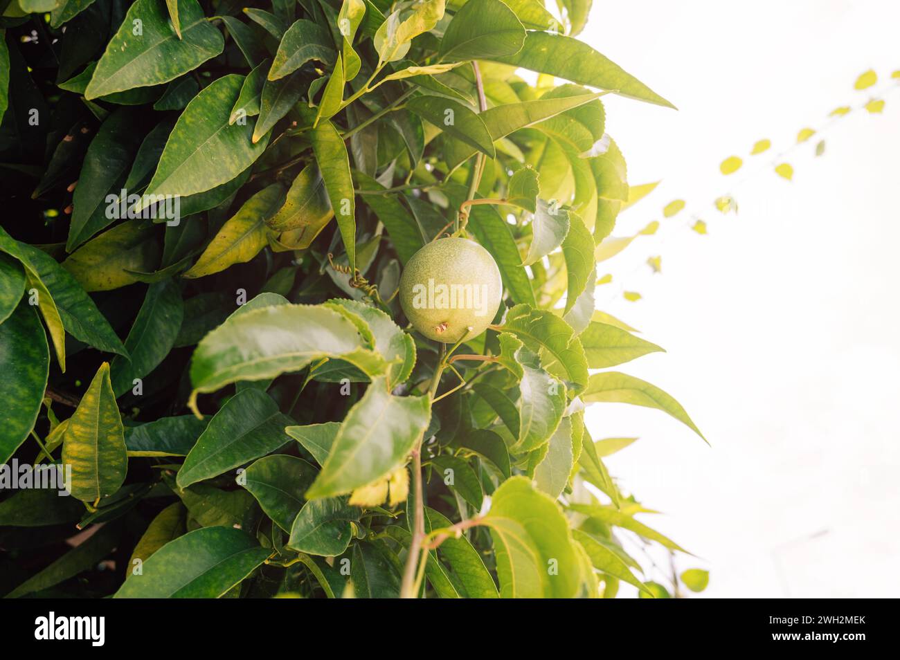 Passion fruit maracuja growing on the tree in the garden, beauty summer ...
