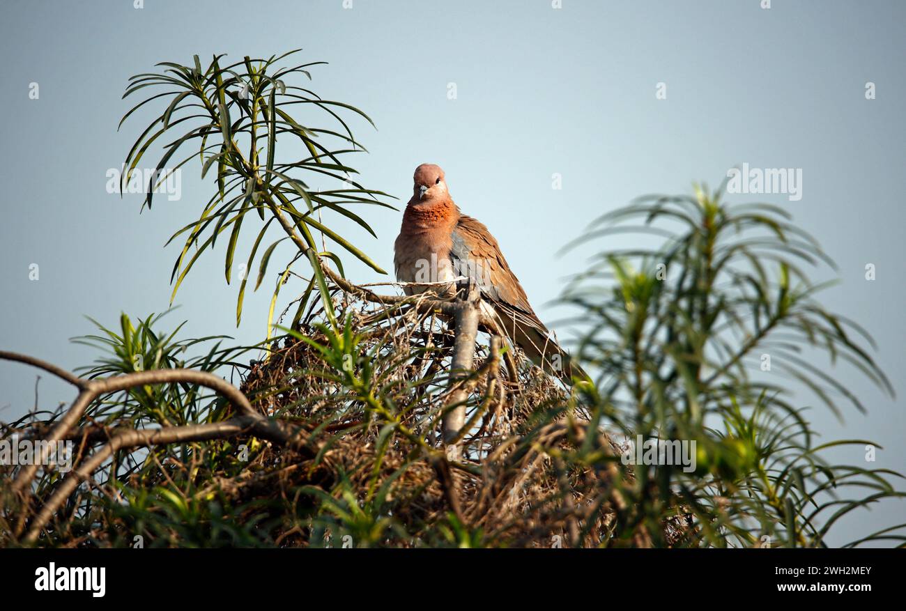 Laughing dove photographs hi-res stock photography and images - Alamy