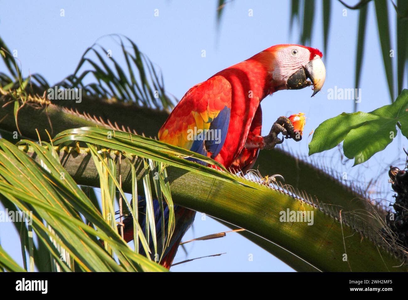Wild scarlet macaw sitting in palm tree eating nut, Manuel Antonio ...