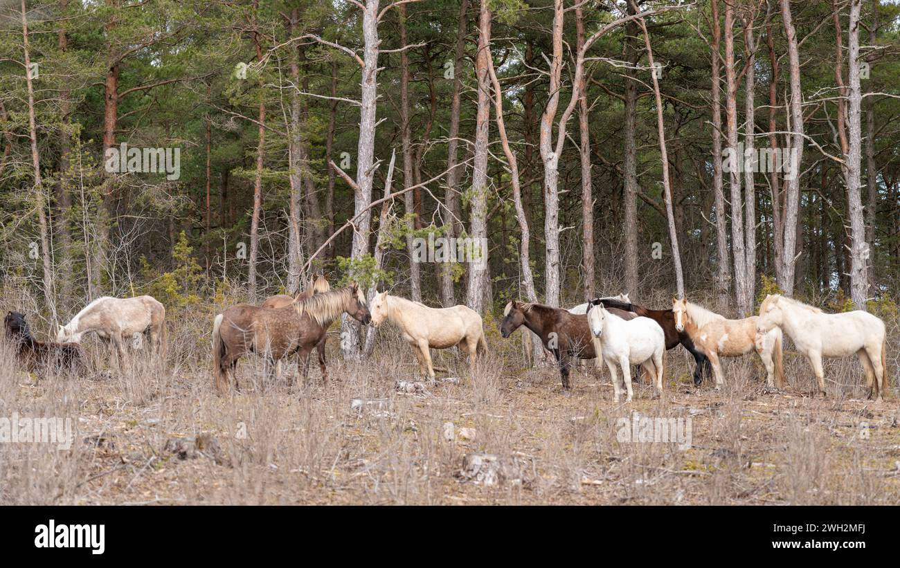 Estonian native horses (Estonian Klepper) standing in the coastal ...