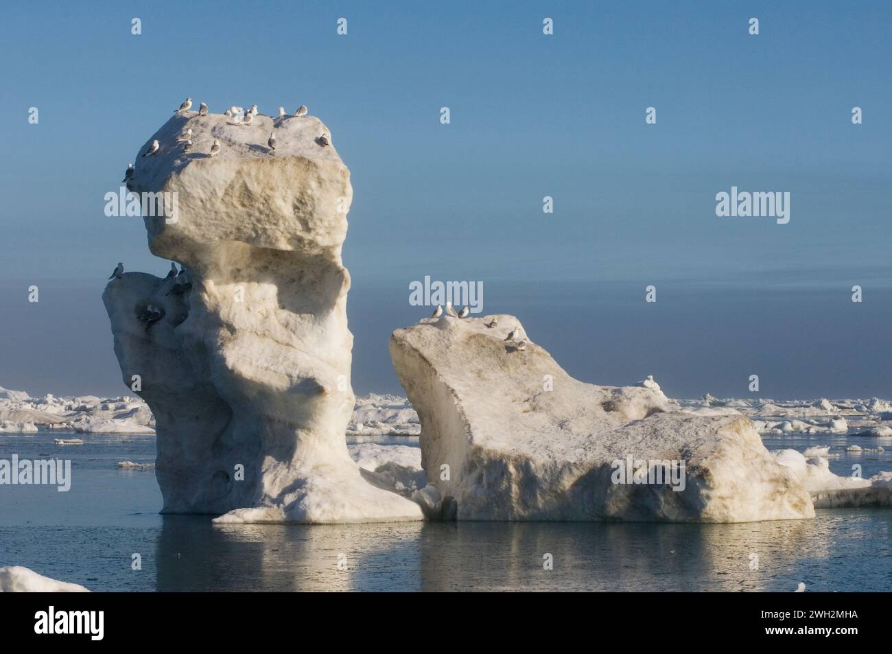 Short-billed Gulls Larus brachyrhynchus on iceberg amidst a summer ...