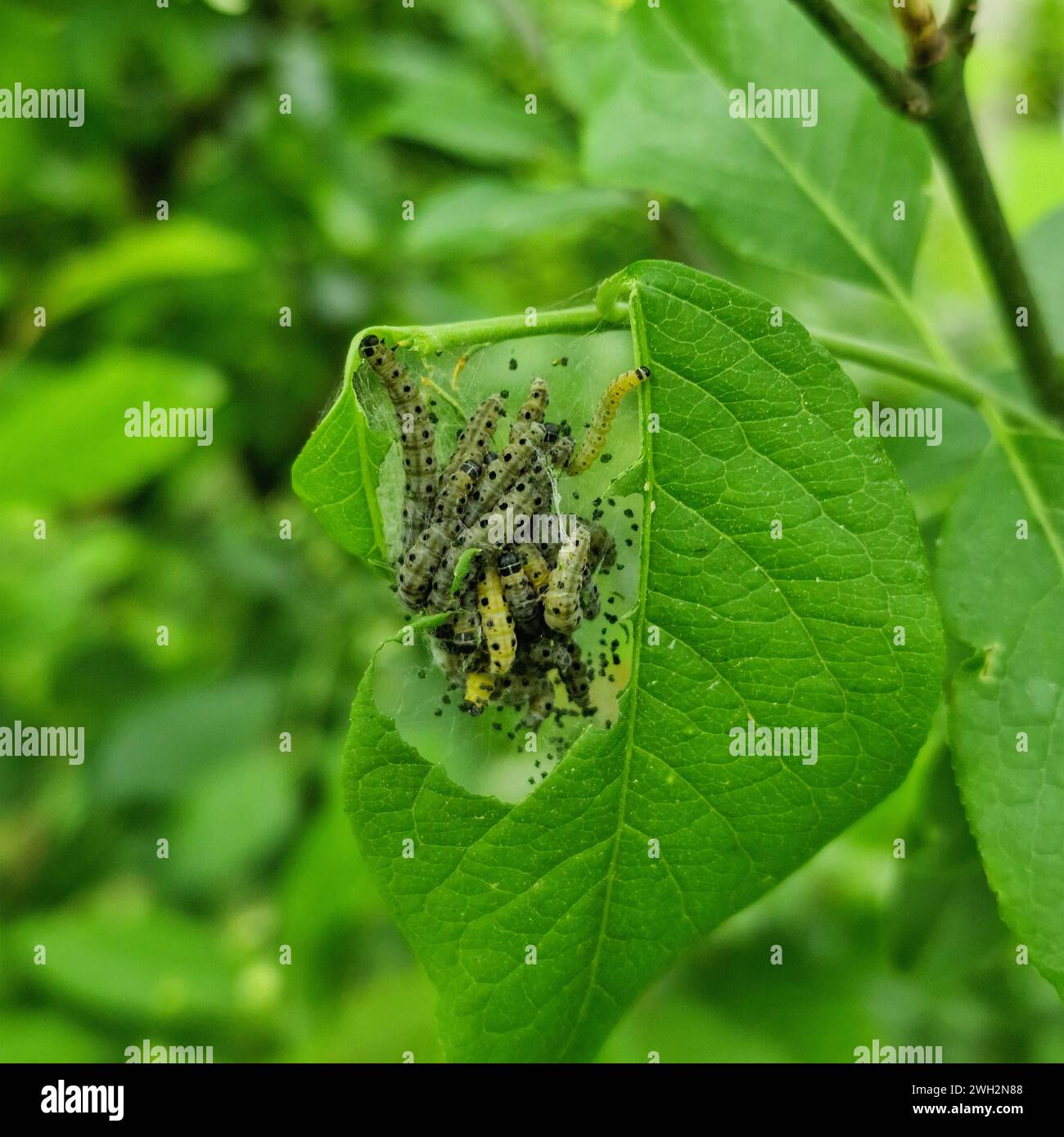 Larvae of Spindle ermine (Yponomeuta cagnagella) on leaf of European ...