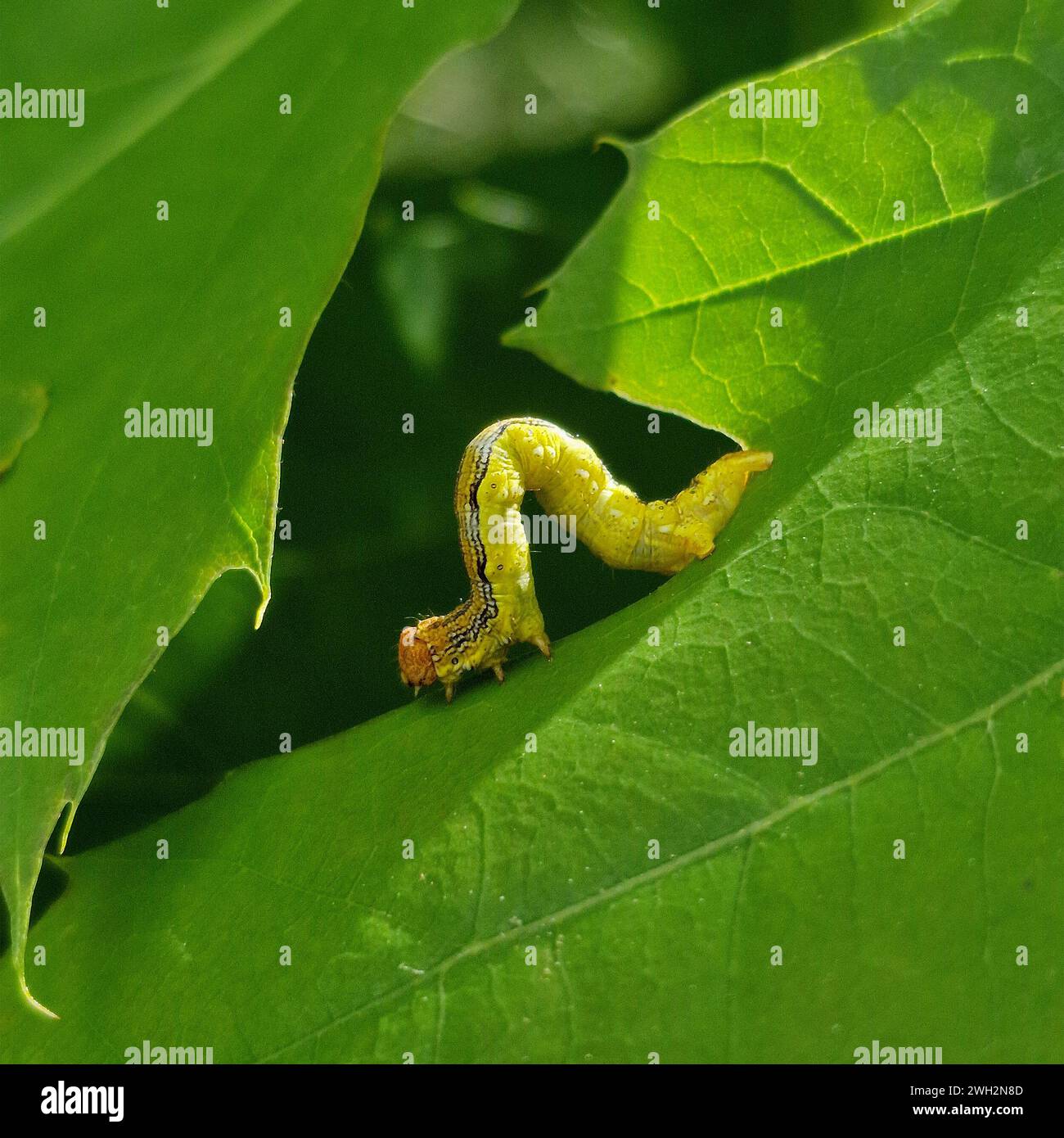 Larva of moth Mottled umber (Erannis defoliaria Stock Photo - Alamy