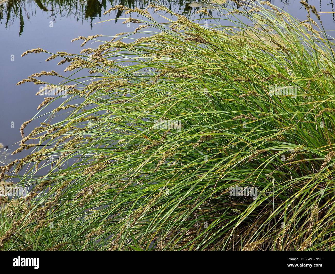 Greater tussock sedge carex paniculata hi-res stock photography and ...