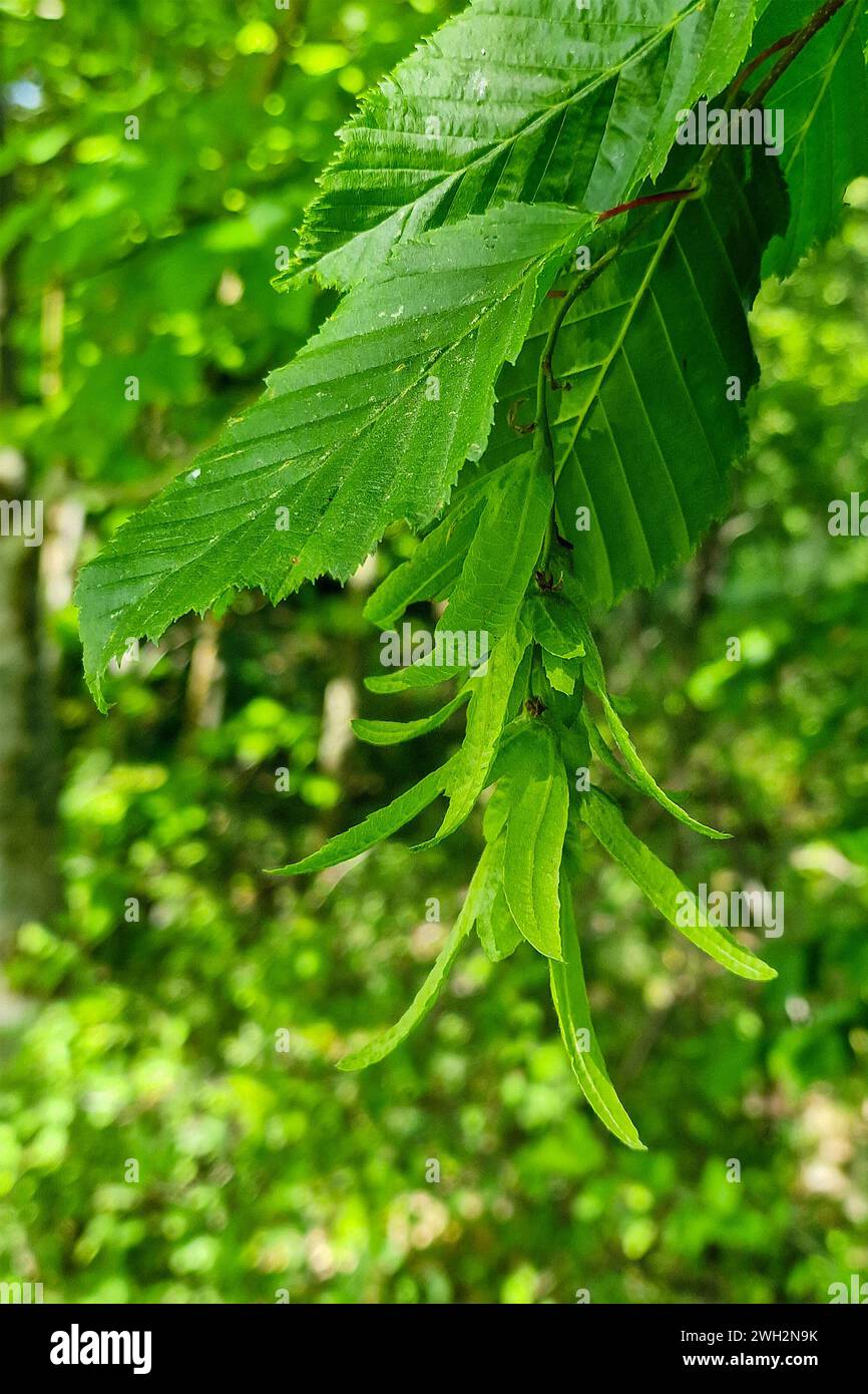 Leaves and catkin of European or Common hornbeam Carpinus betulus Stock ...