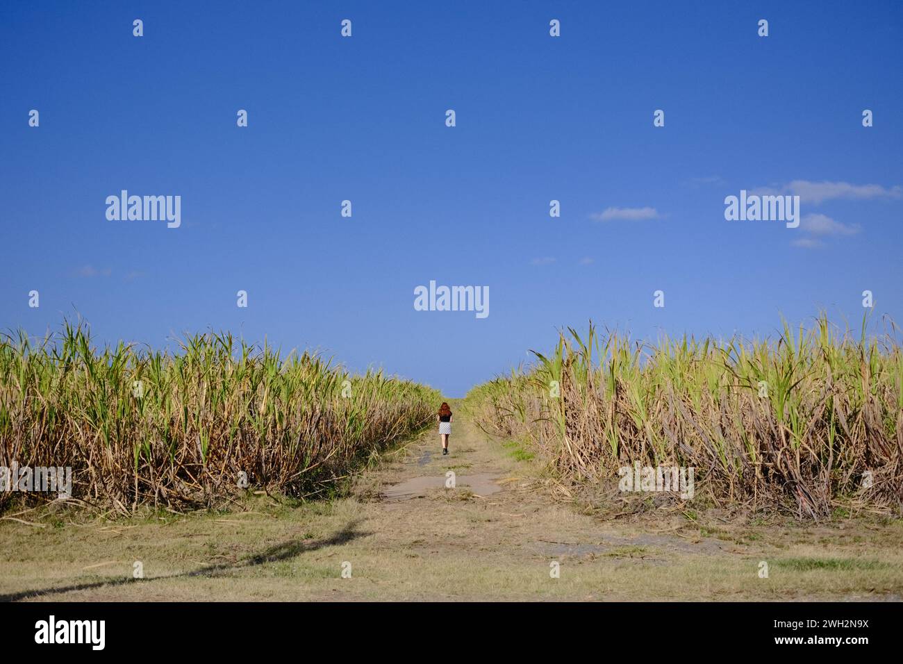 Sugar cane fields, Australia Stock Photo - Alamy