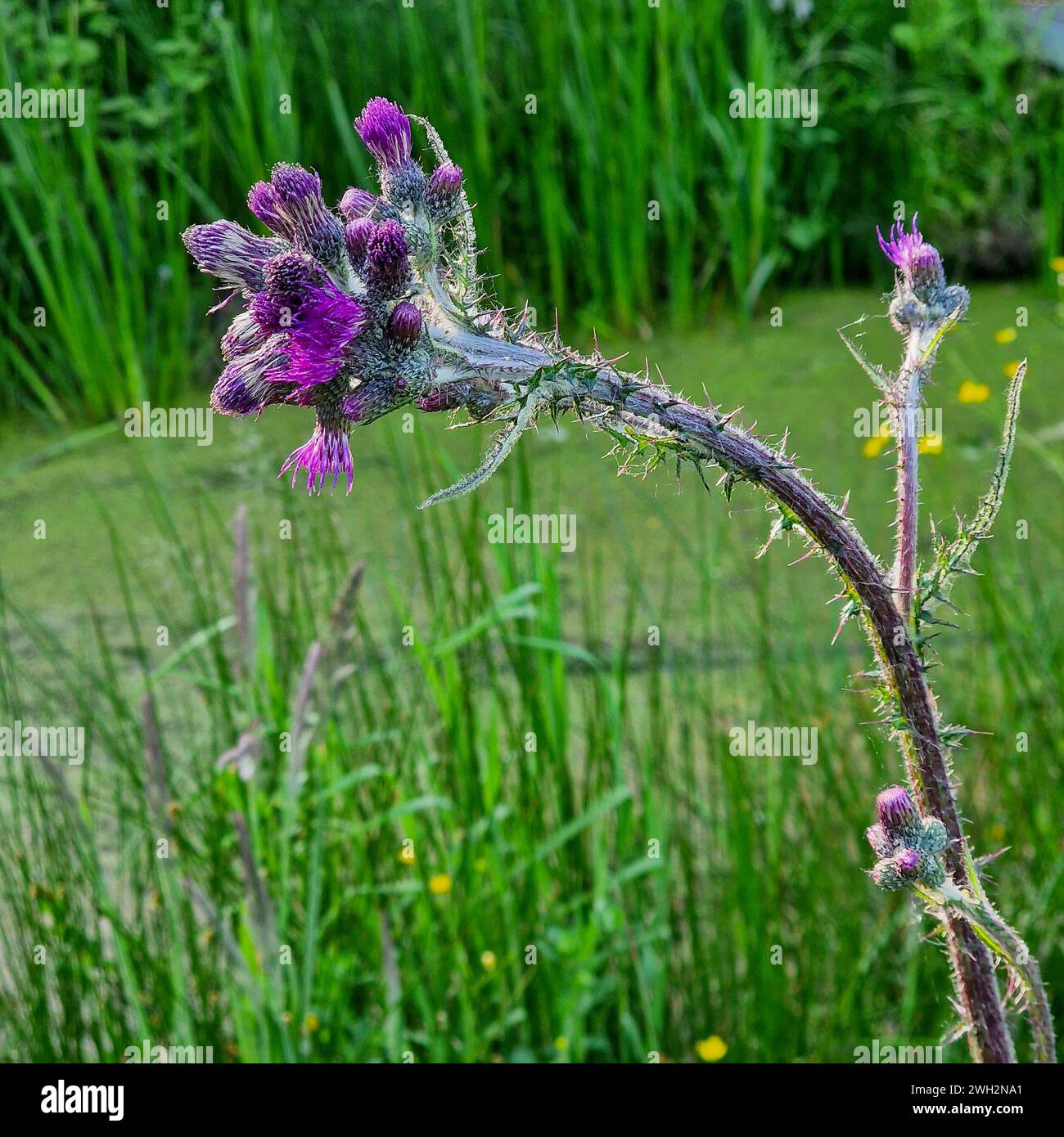 Circium palustre hi-res stock photography and images - Alamy
