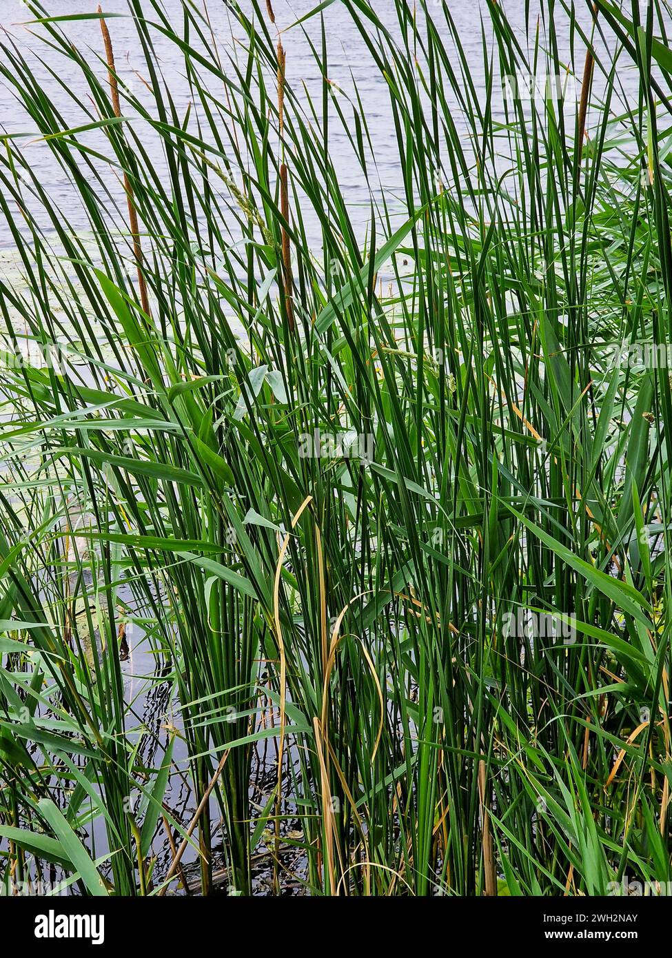 Species typha angustifolia hi-res stock photography and images - Alamy