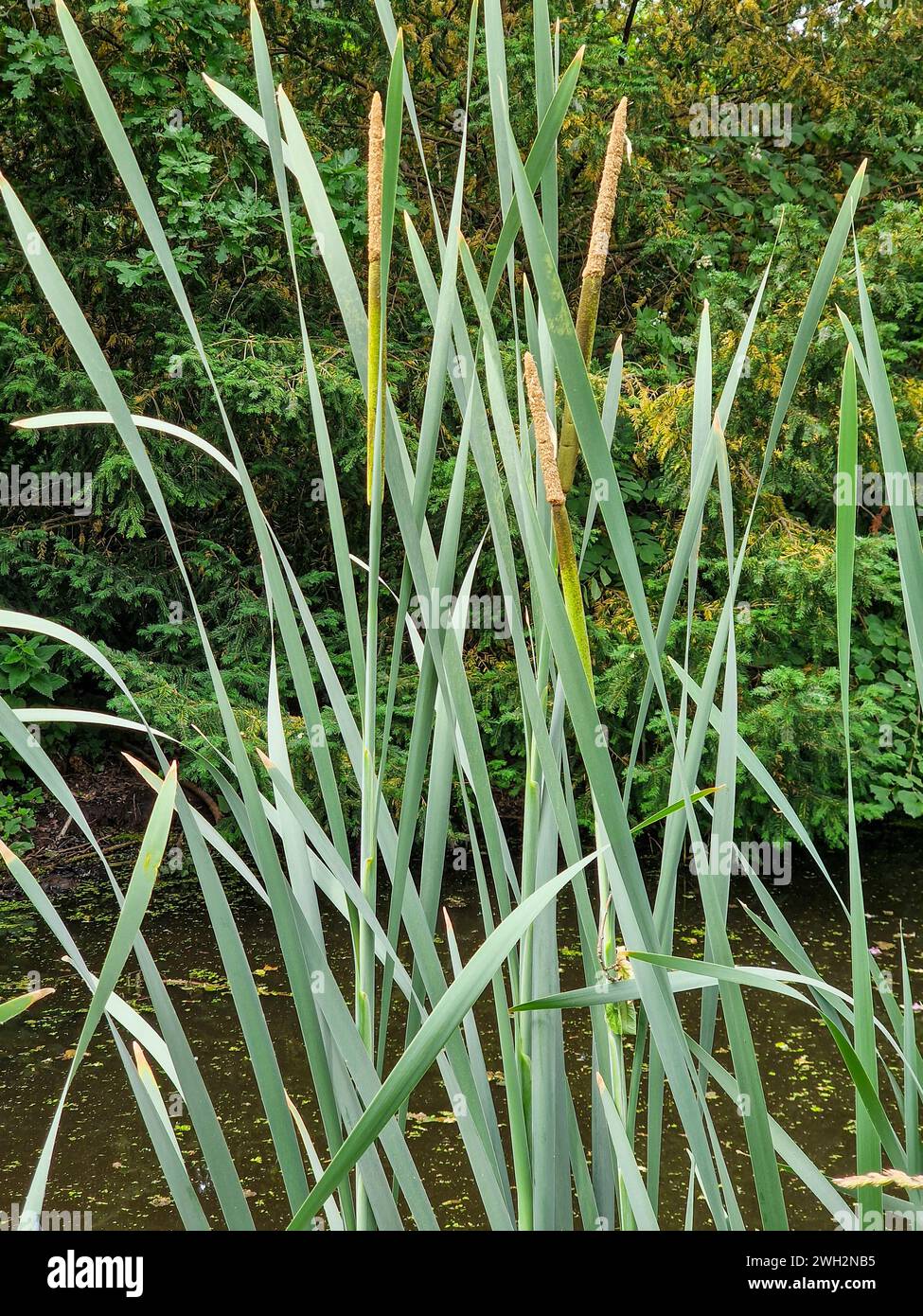Flowering Broadleaf cattail (Typha latifolia Stock Photo - Alamy