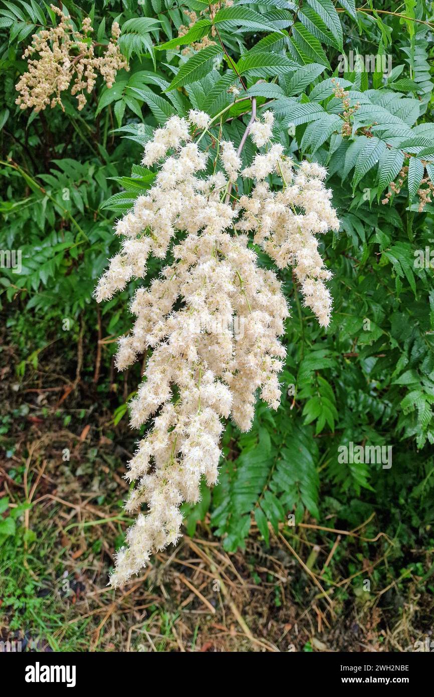 False spirea (Sorbaria sorbifolia) blossoming Stock Photo - Alamy