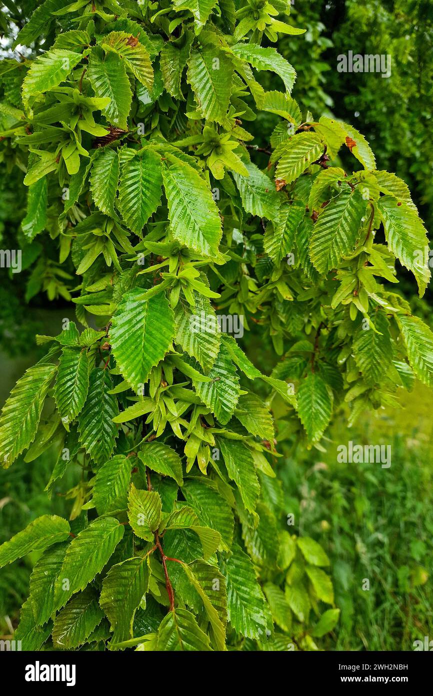 Leaves and catkin of European or Common hornbeam Carpinus betulus Stock ...