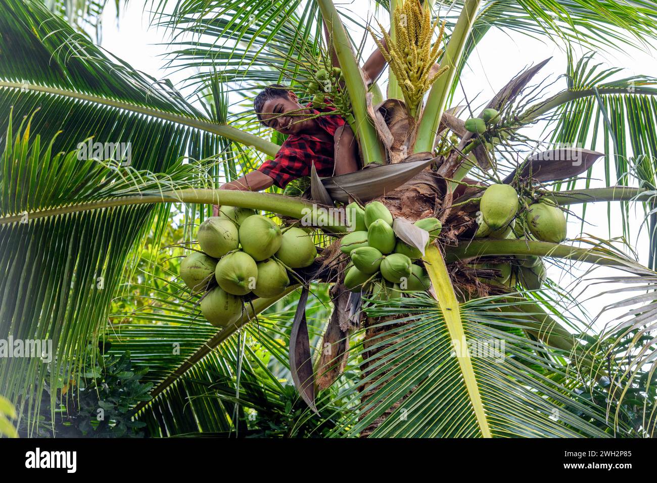 Teenager picking coconuts in Komodo Village (East Nusa Tenggara province), Indonesia Stock Photo ...
