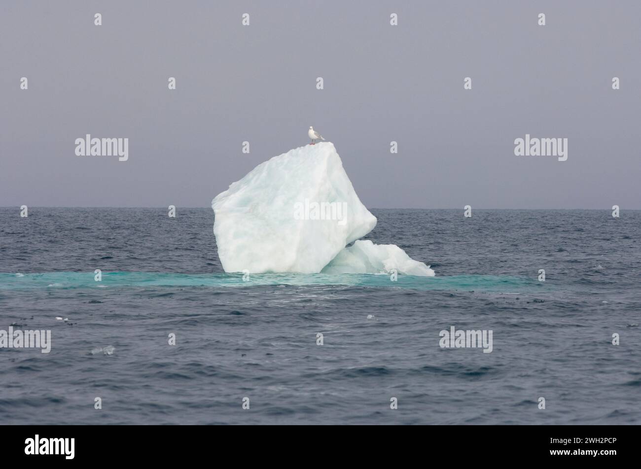 glaucous gull Larus hyperboreus on iceberg amidst a summer shorefast ...