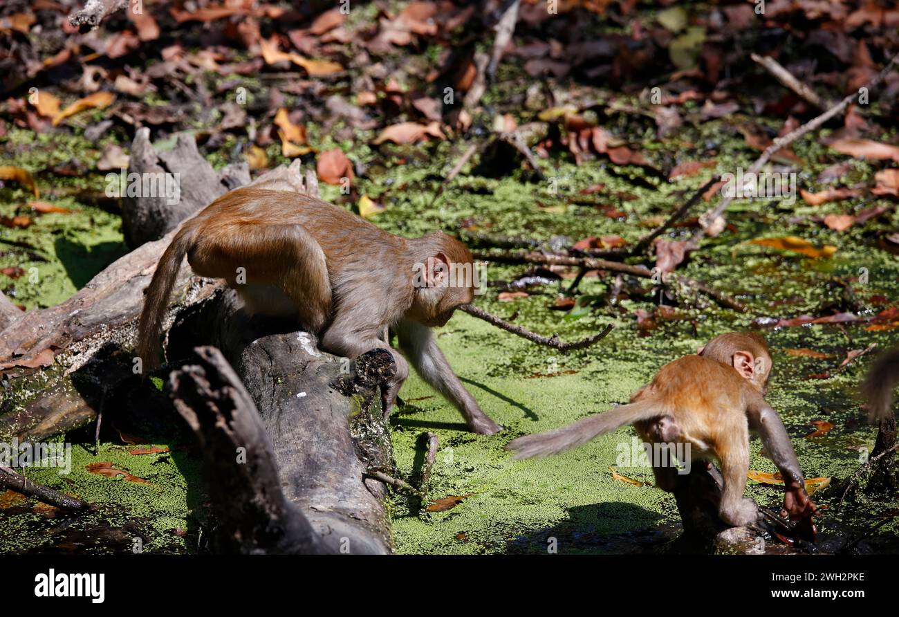 A family of macaque monkeys in the forest Stock Photo - Alamy