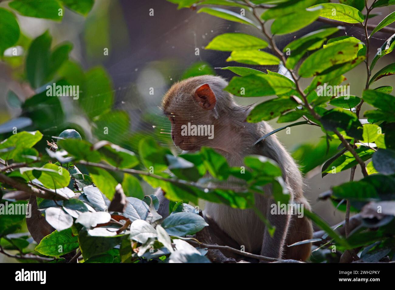 A family of macaque monkeys in the forest Stock Photo - Alamy