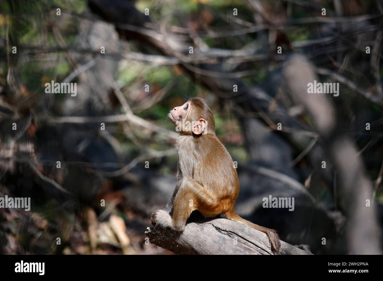 A family of macaque monkeys in the forest Stock Photo - Alamy