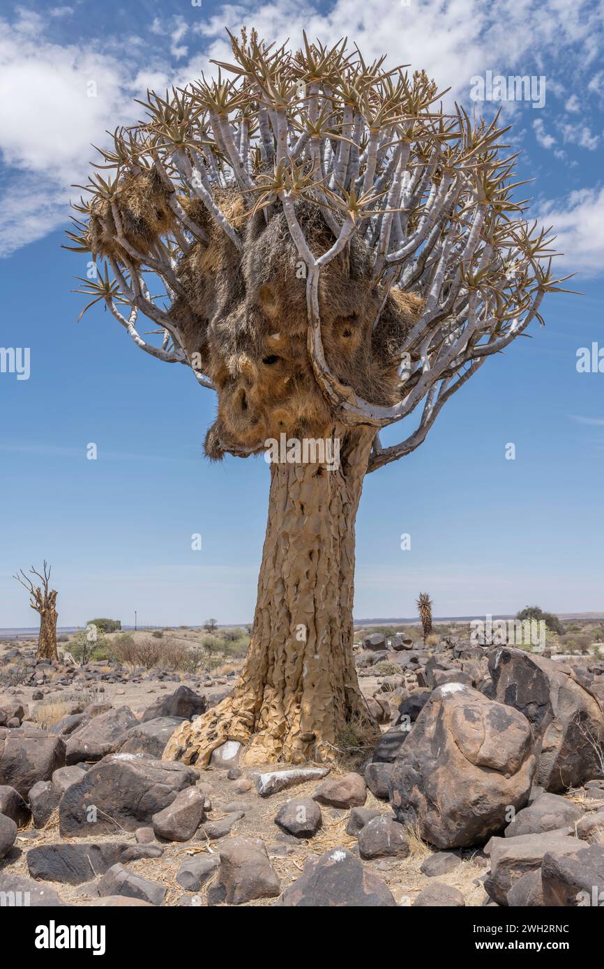 Namibian weaver hi-res stock photography and images - Alamy