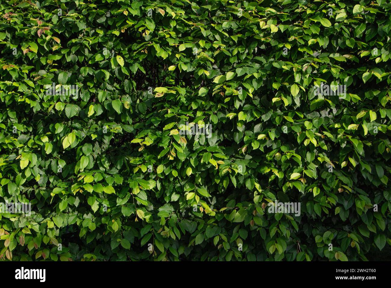 A living green fence. A fence made of a bush with green leaves ...