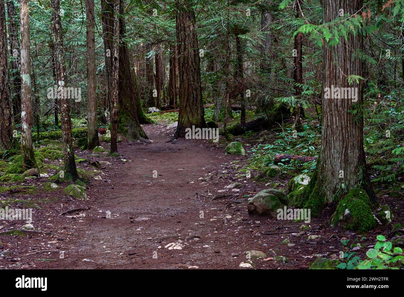 A well worn path with largre coniferous trees on either side Stock ...