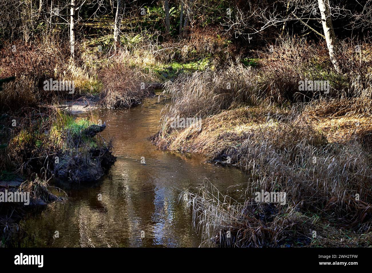 Alder trees in winter hi-res stock photography and images - Alamy