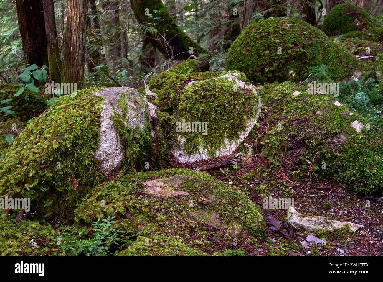 Large bolders covered in lush moss in a Pacific Northwest rainforest ...