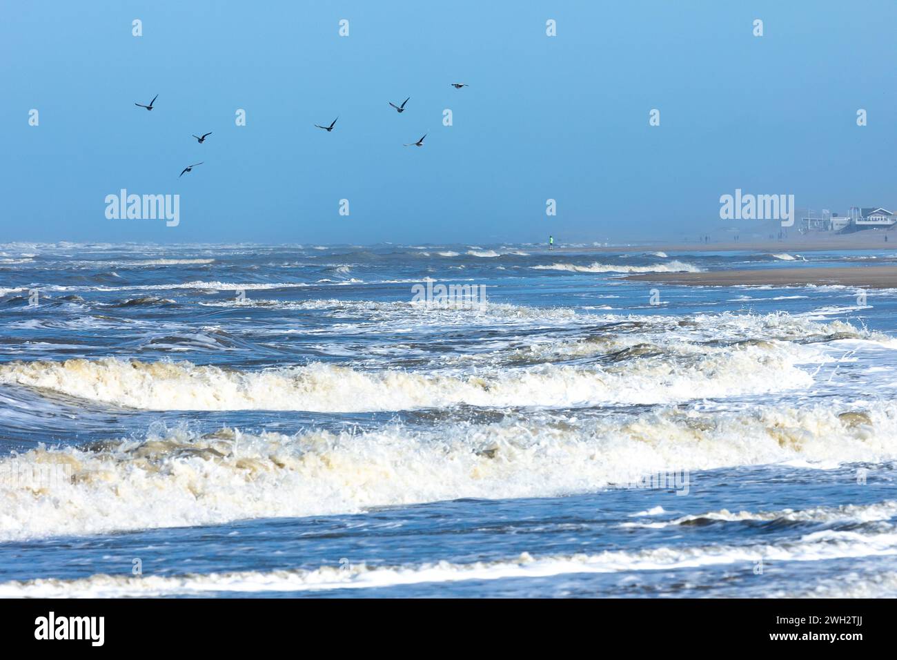 Seagulls flying over waves in the rough North sea close to the beach in ...