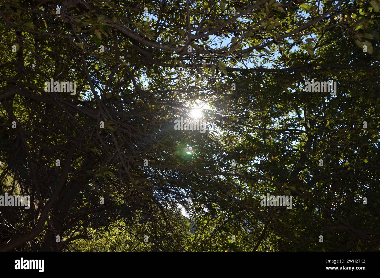 Apple tree garden in kaghan valley pakistan Stock Photo - Alamy
