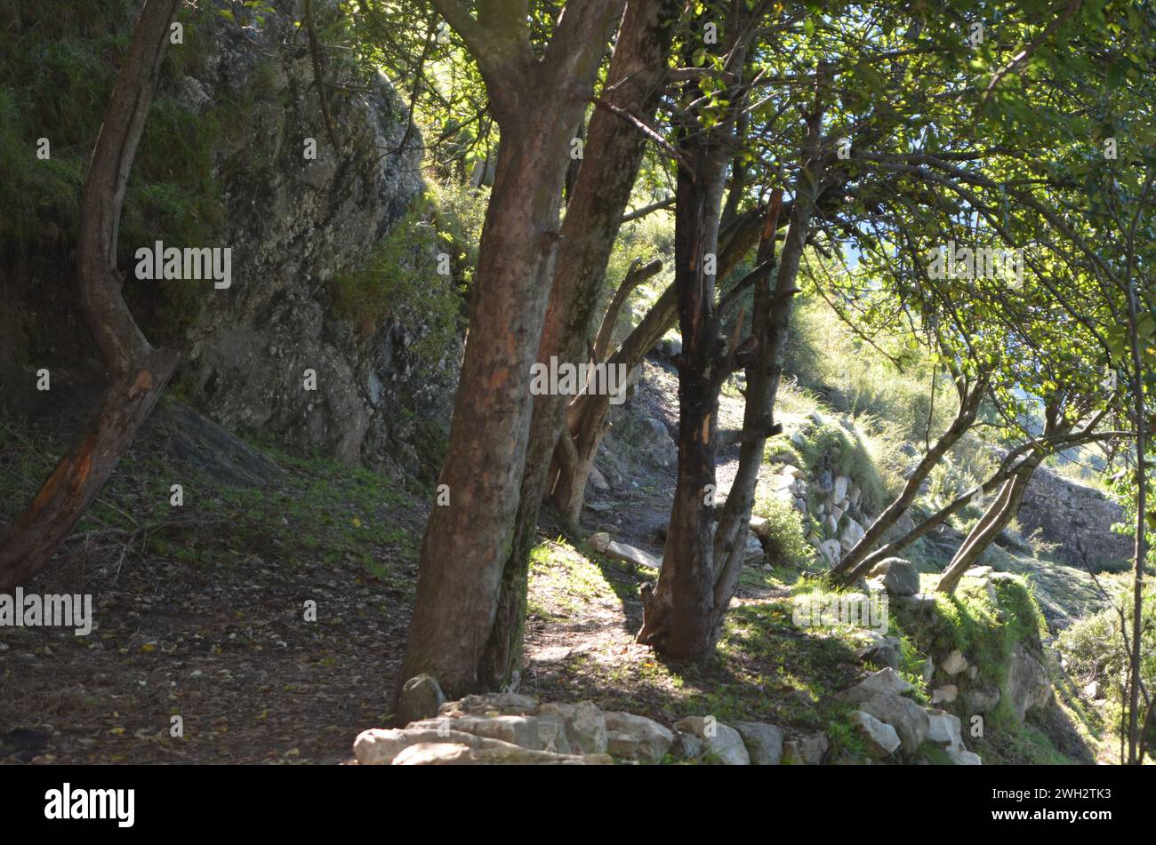 Apple tree garden in kaghan valley pakistan Stock Photo - Alamy