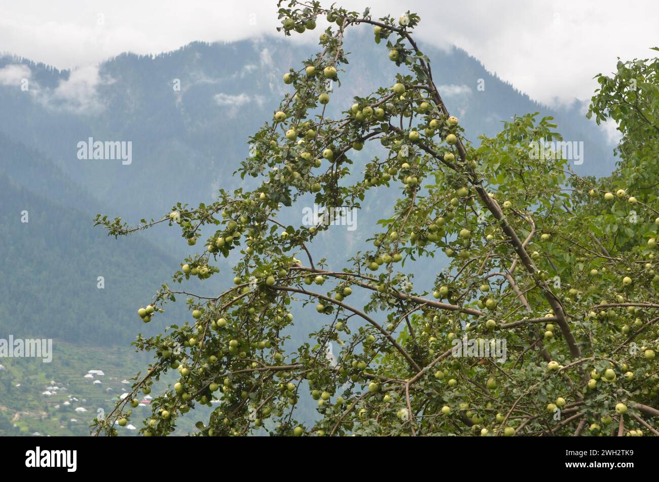 Apple tree garden in kaghan valley pakistan Stock Photo - Alamy