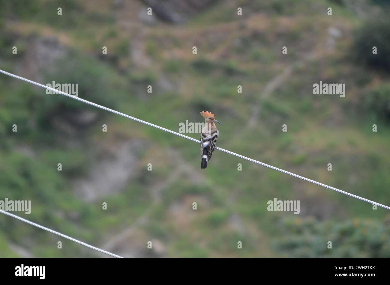 Dove (maina) and King bird Stock Photo - Alamy