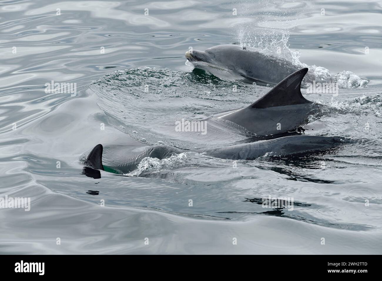 Bottle-nosed Dolphin (Tursipos truncatus) social group surfacing and ...