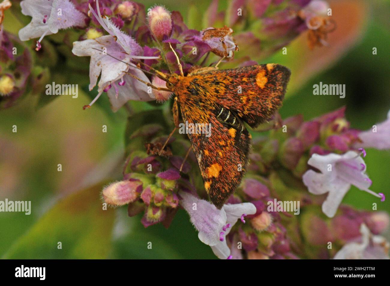 Summer moth hi-res stock photography and images - Alamy