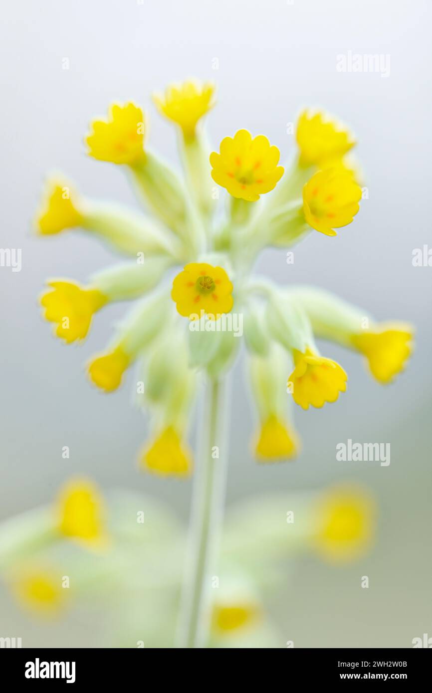 Cowslip (Primula veris) close-up of flowers photographed from a low ...