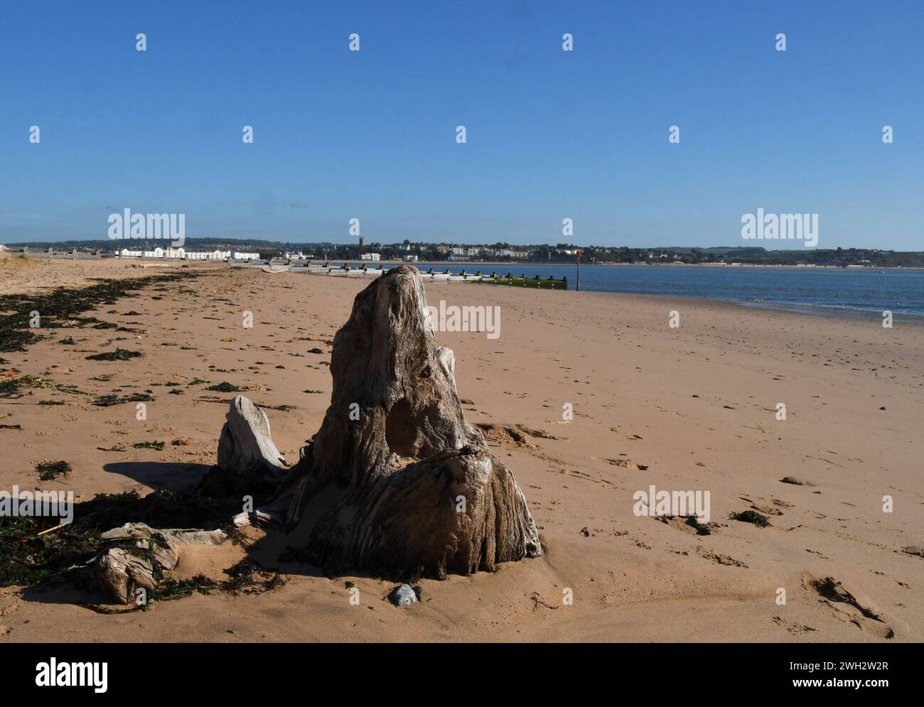 Driftwood on beach embeded in the sand.Mountain like shape created by ...