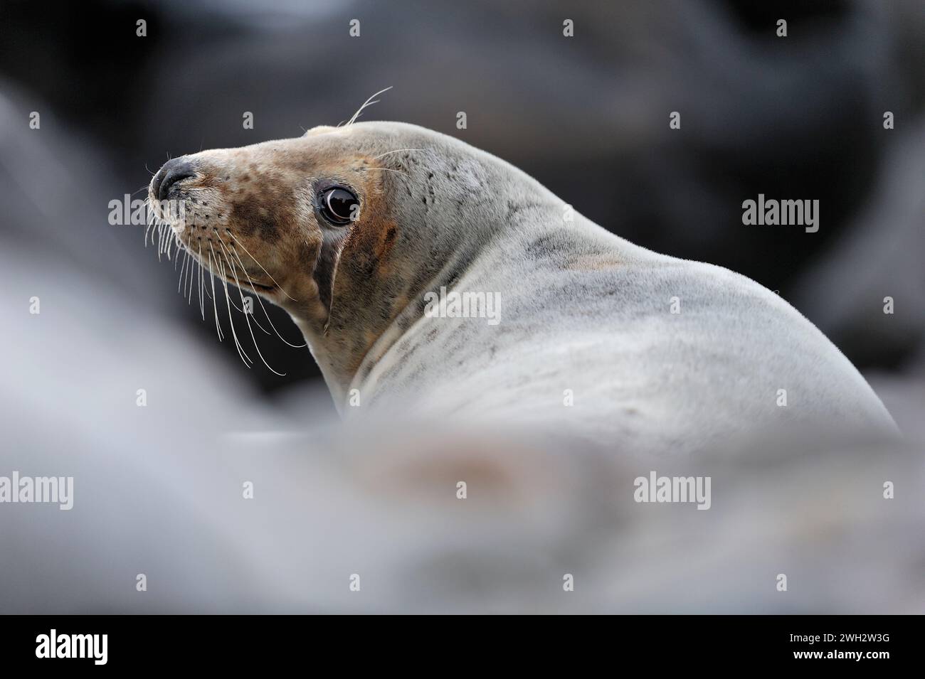 Grey Seal (Halichoerus grypus) female / cow photographed from a low ...