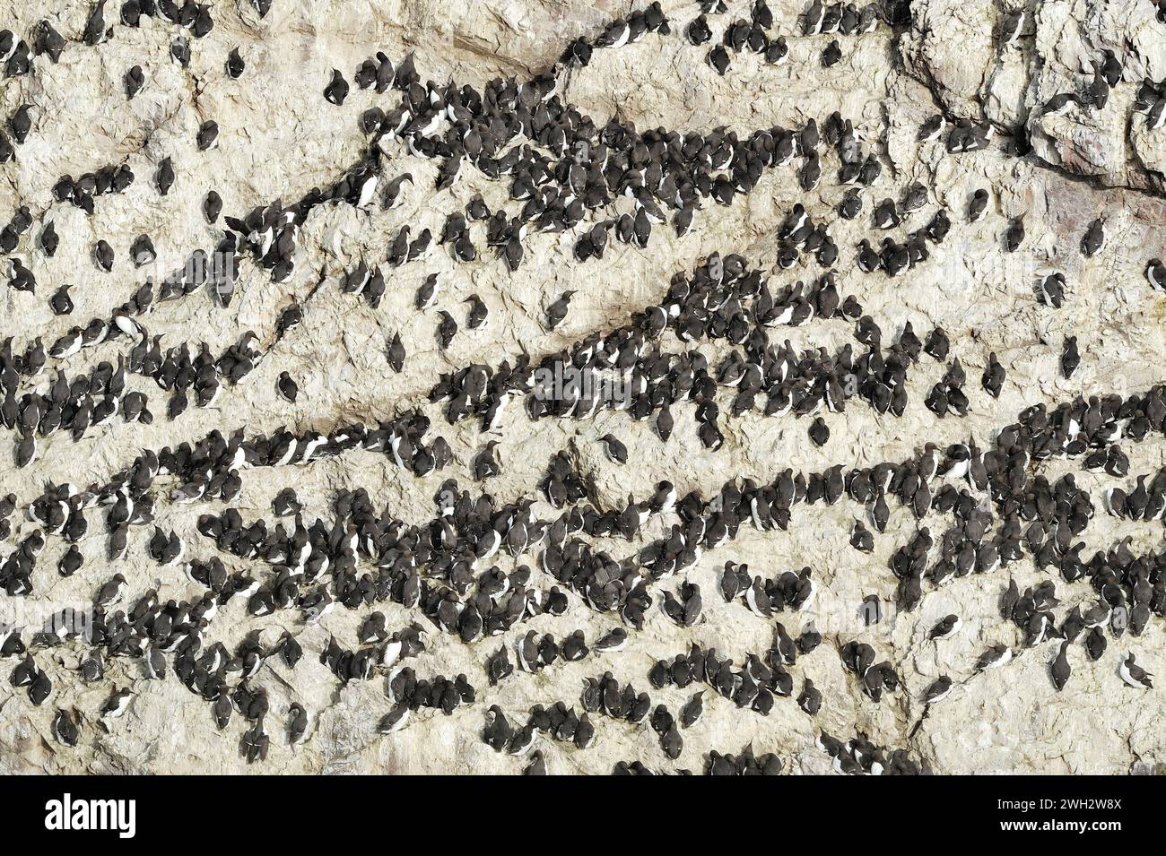 Guillemot (Uria aagle) section of larger breeding colony nesting on sea ...