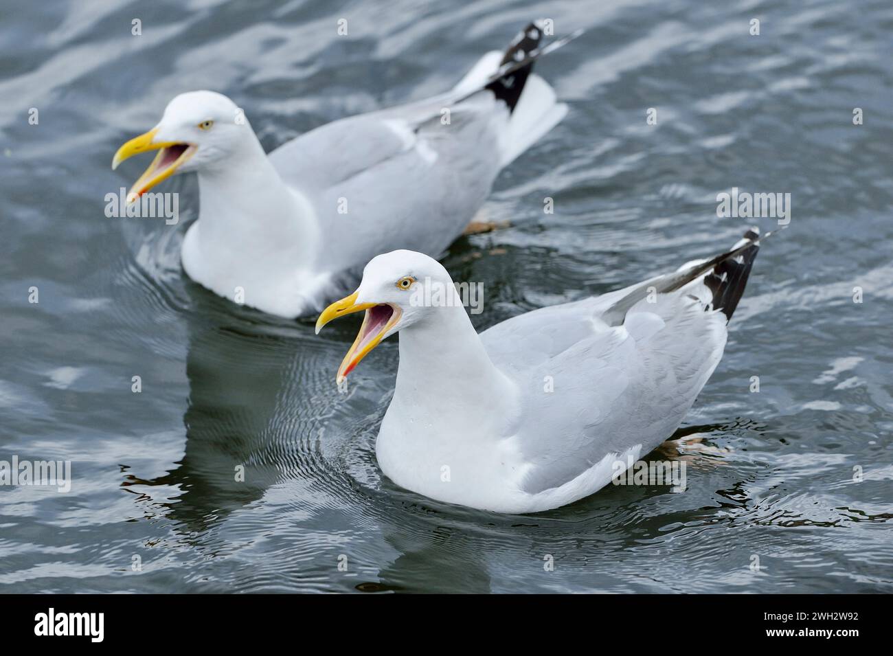 Herring Gull (Larus argentatus) pair of adults on the water surface of ...