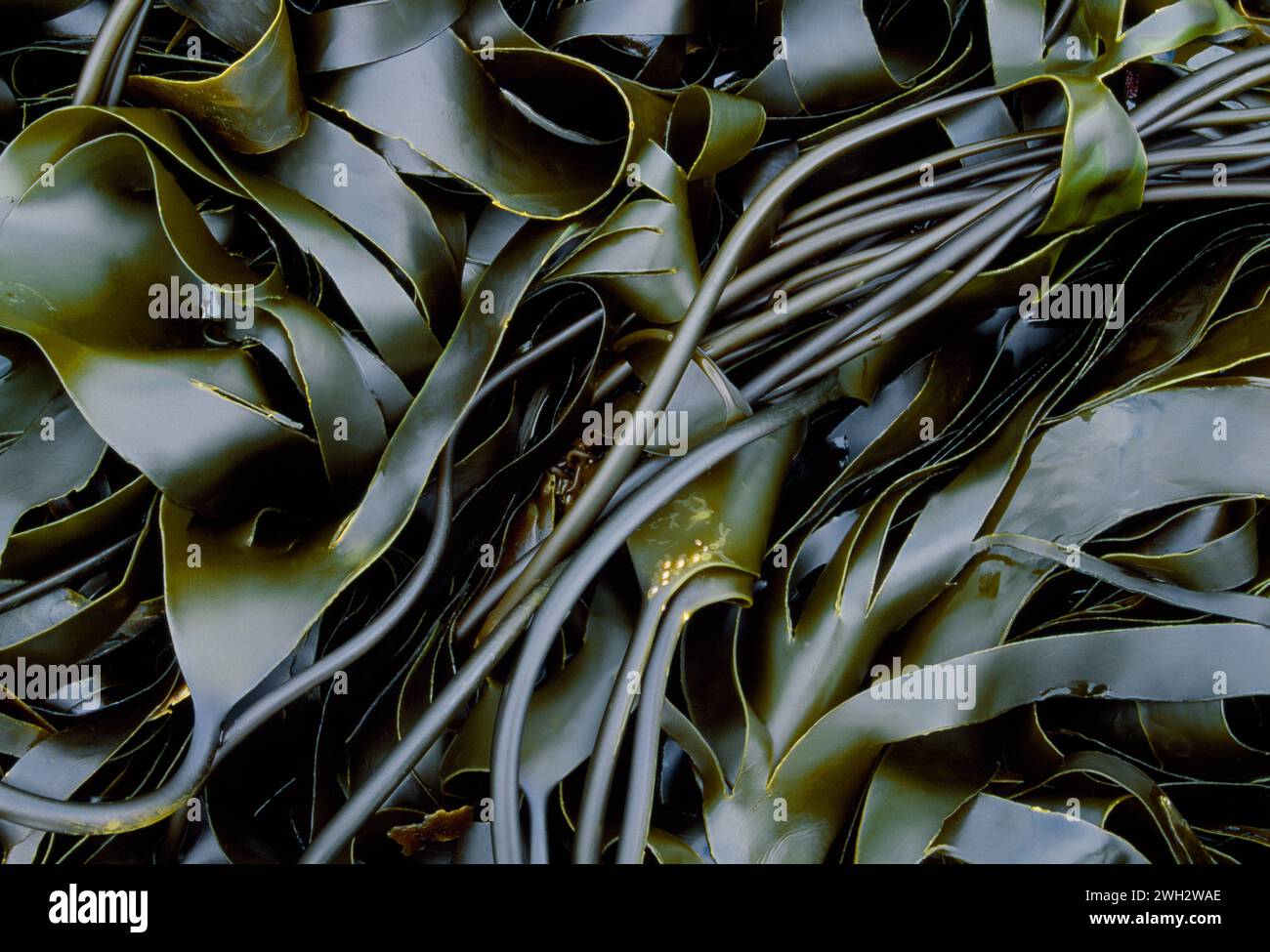 Kelp – laminaria digitata hi-res stock photography and images - Alamy