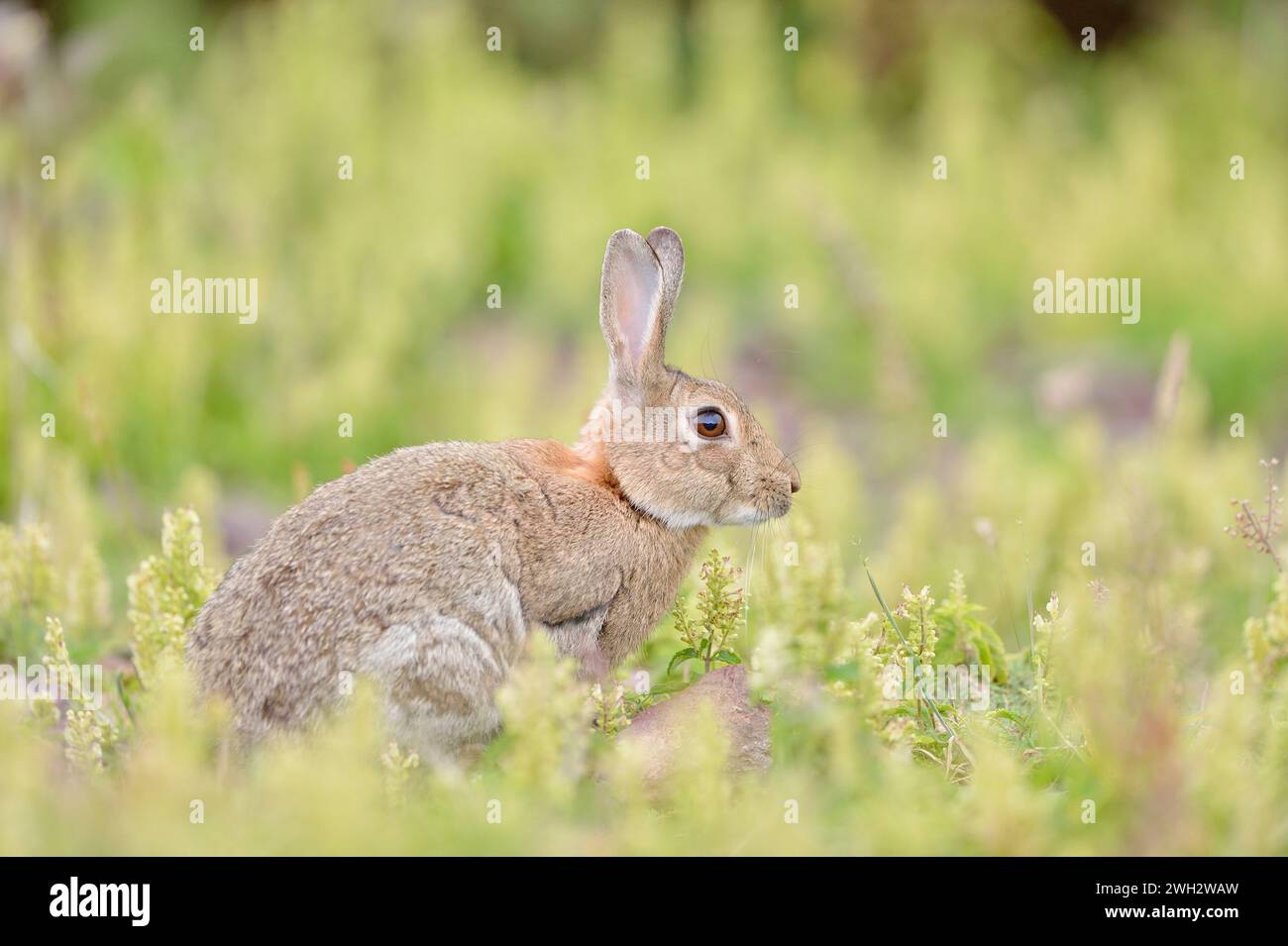 Rabbit (Oryctolagus cuniculus) adult in early evening in a patch of ...