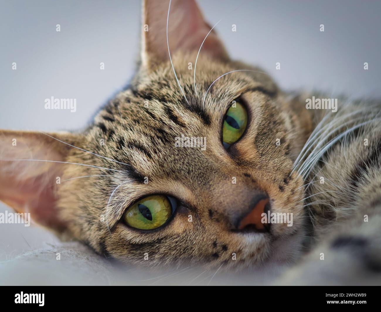 A cat lying down, gazing into the distance Stock Photo - Alamy