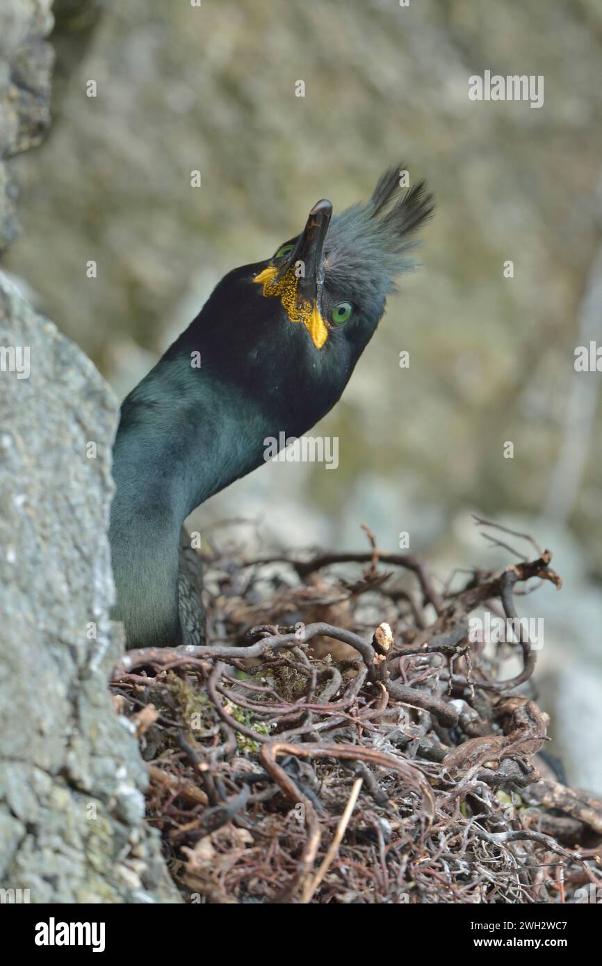 Shag (Phalacrocorax aristotelis) adult on nest brooding young, Isle of ...