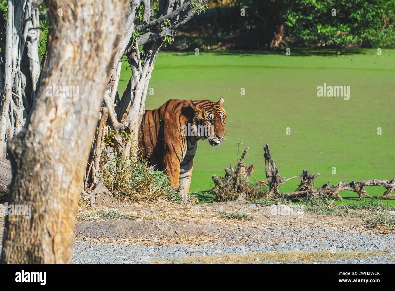 Bengal tiger hiding while hunting behind a tree shore along the swamp ...