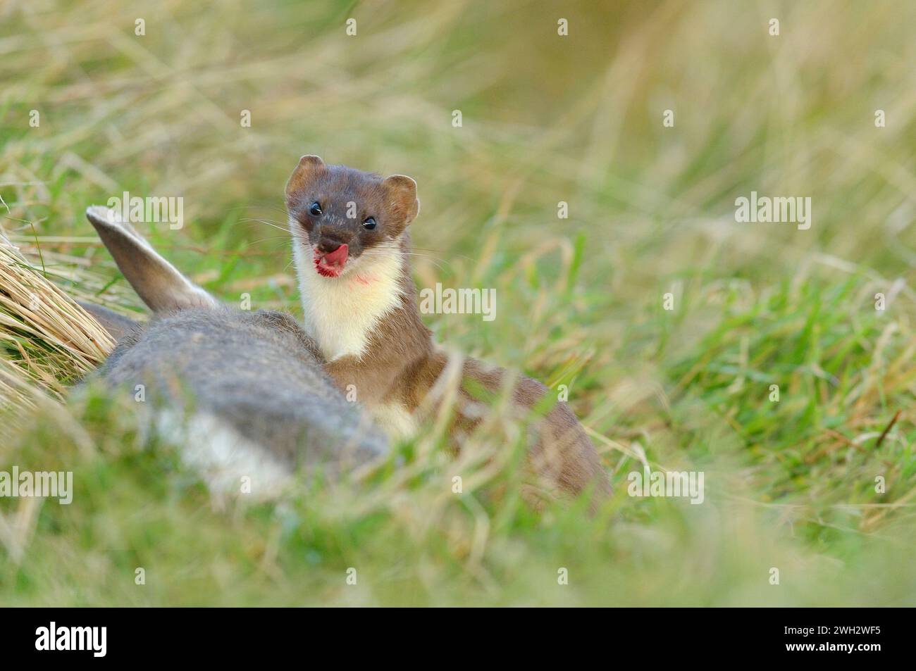 Rabbit hunting hi-res stock photography and images - Alamy