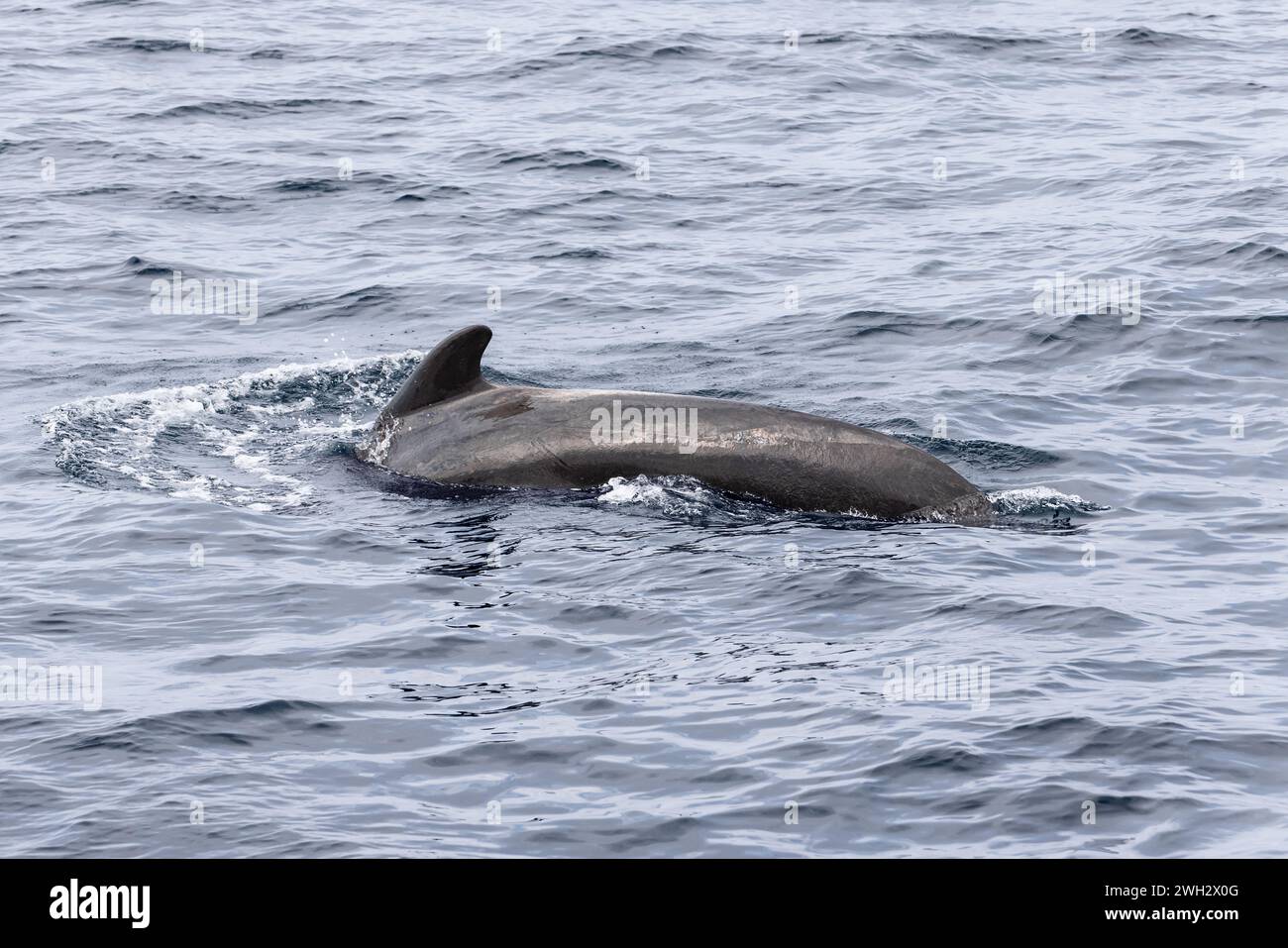 The sleek form of a pilot whale is highlighted by the gentle churn of ...