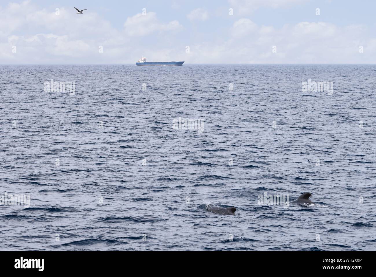 Whale transportation hi-res stock photography and images - Alamy
