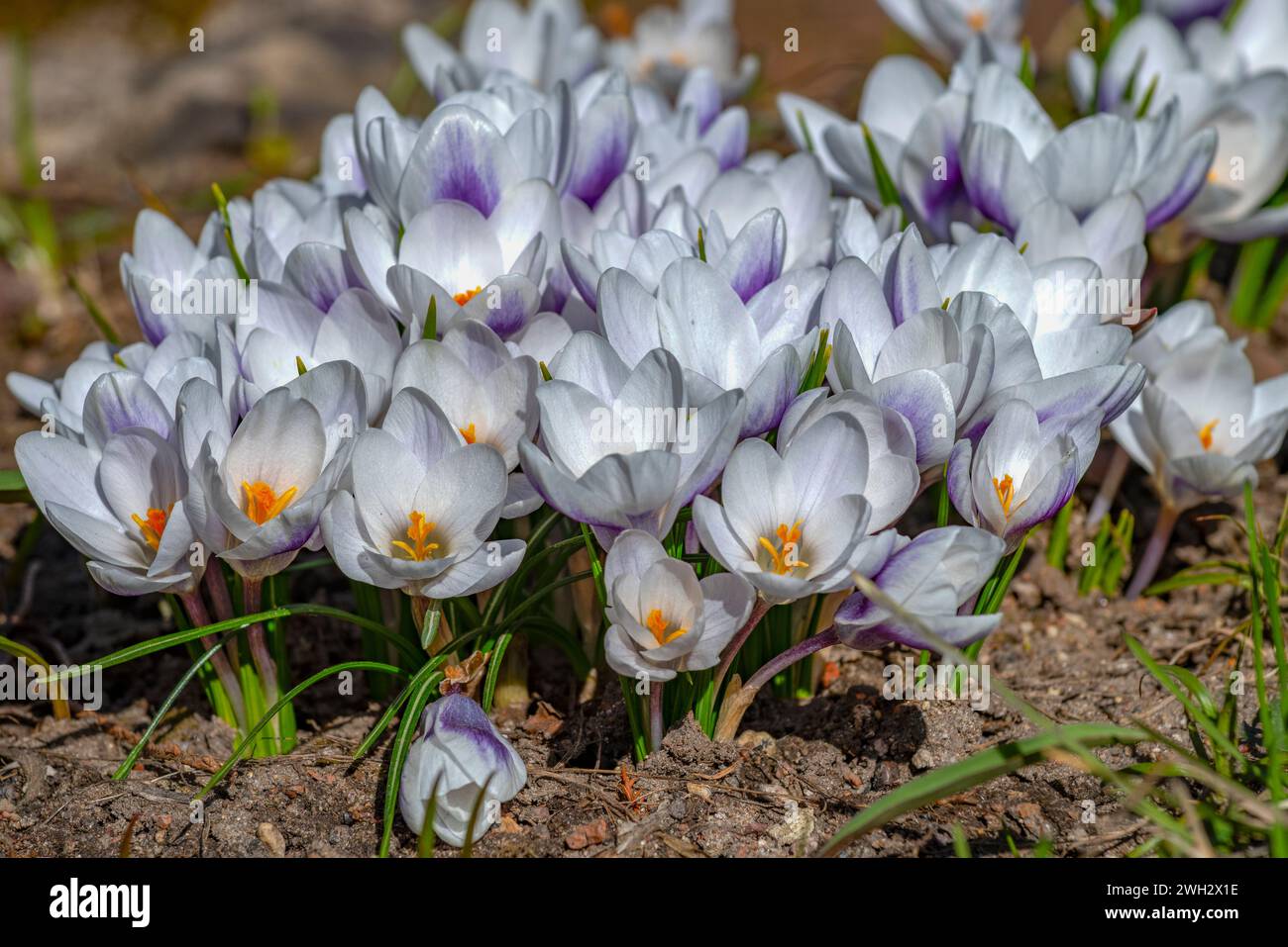 Close up crocus vernus hi-res stock photography and images - Alamy
