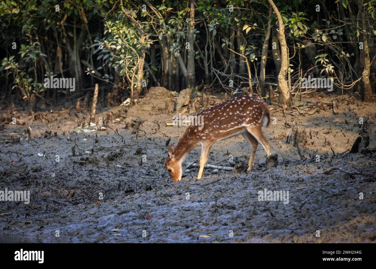 Wild chital, also known as spotted deer, chital deer, and axis deer, is ...