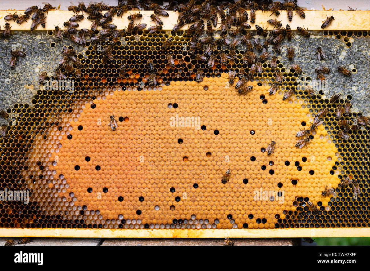 Frame of honey bee brood showing different colored cappings Stock Photo ...