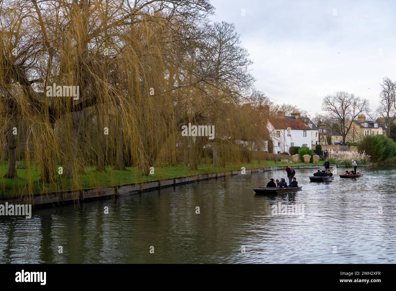 Tourists enjoying punting going past weeping willow trees on the River ...